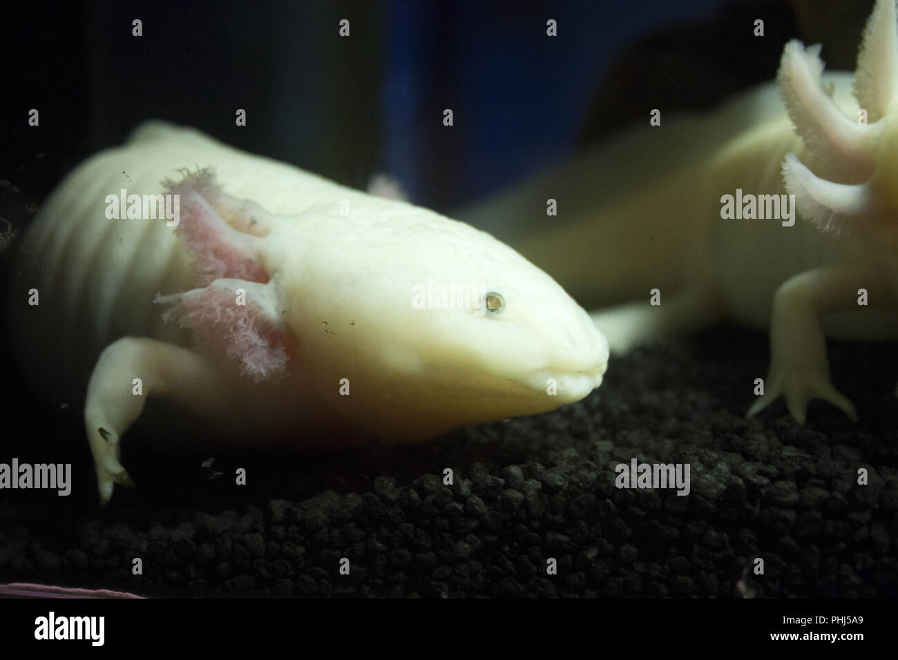 Axolotl hi-res stock photography and images - Alamy