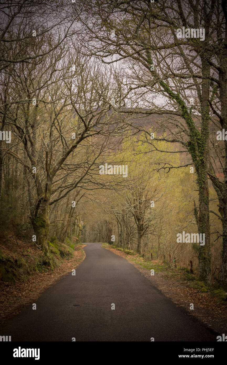 Dark forest road night hi-res stock photography and images - Alamy