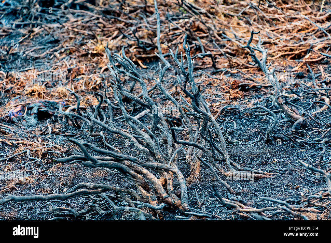Close view of fire damage caused by a forest fire Stock Photo - Alamy