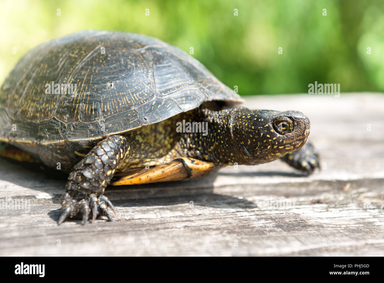 Turtle on wooden desk Stock Photo - Alamy