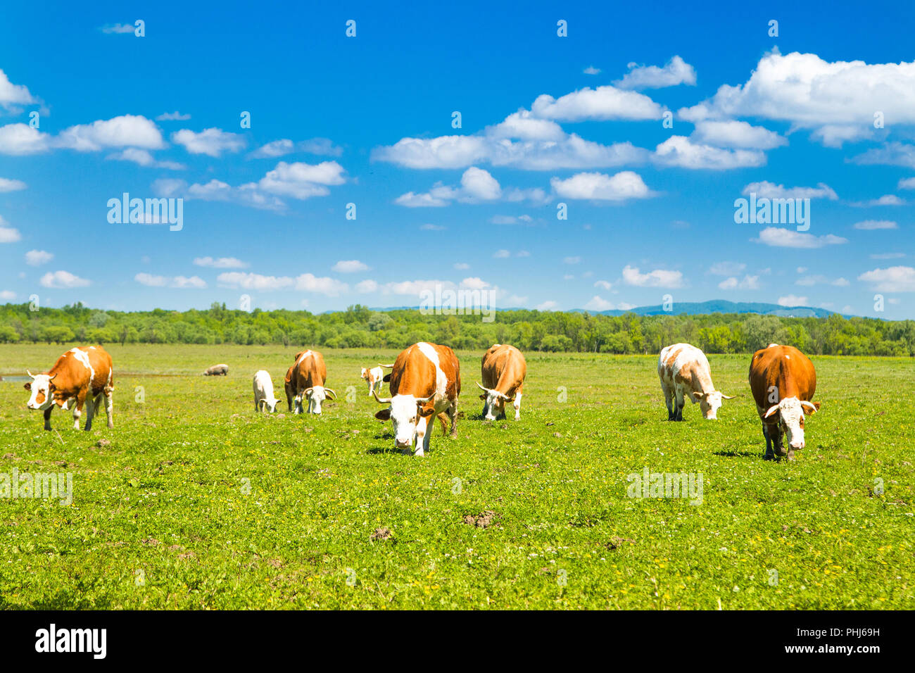 Cows on farm in nature park Lonjsko polje, Croatia, sunny sumer day ...