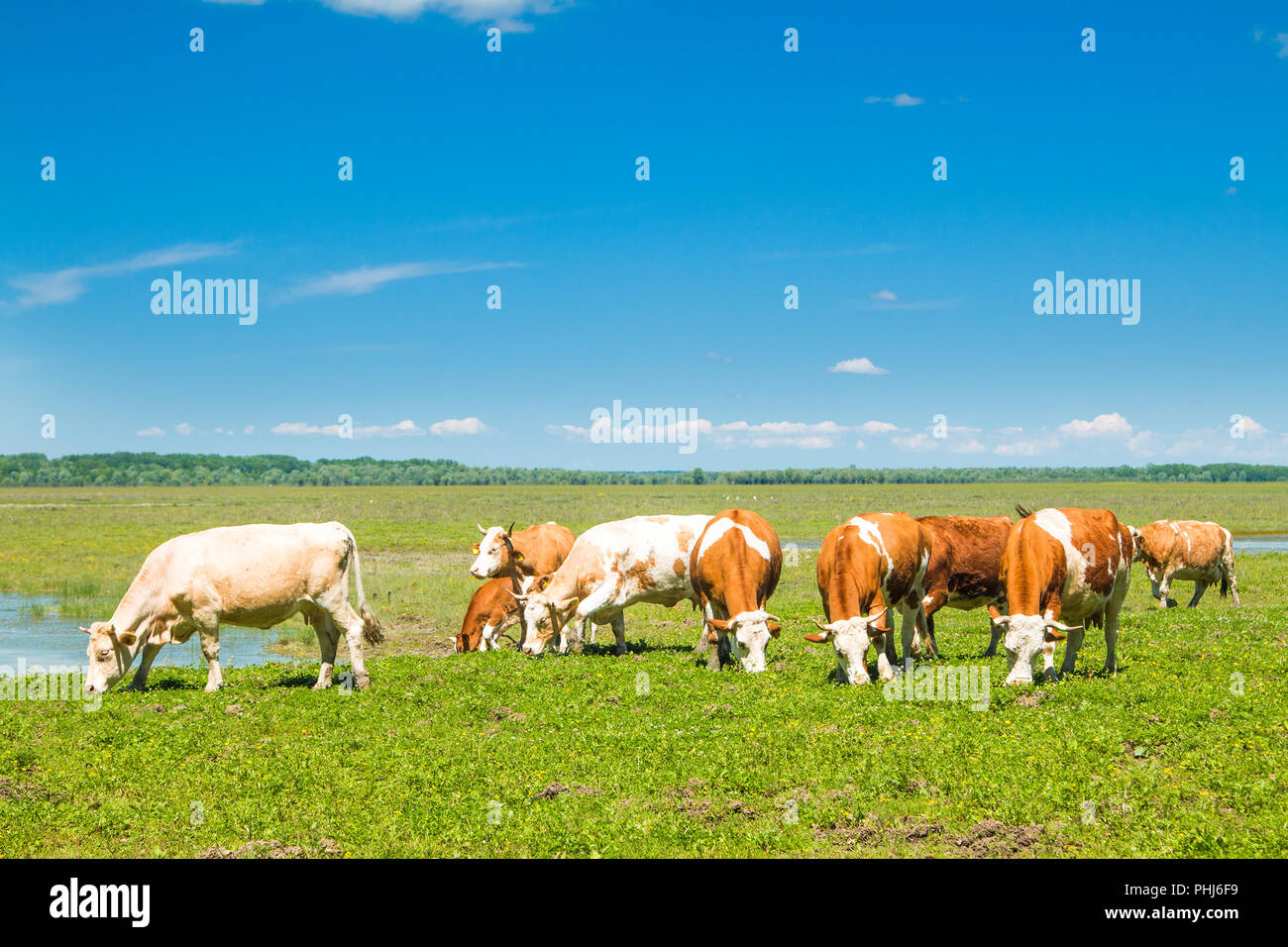 Croatia animals hi-res stock photography and images - Alamy