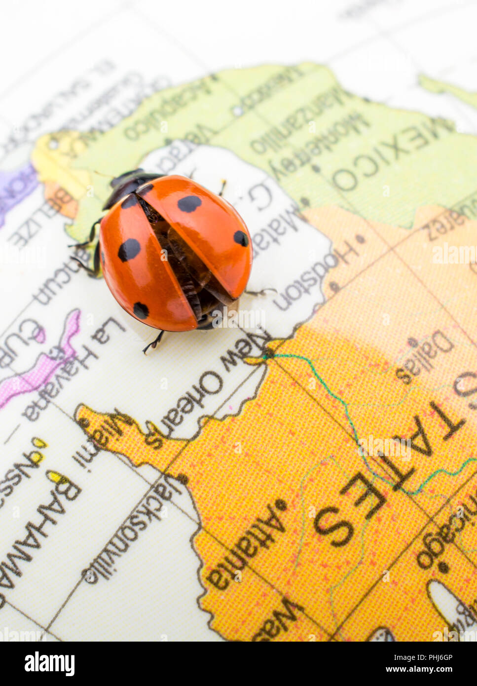 Ladybug walking on a little colorful model globe Stock Photo - Alamy