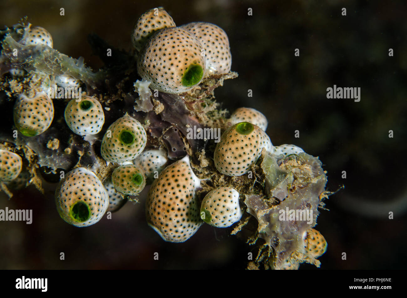 Green Urn Ascidian, Didemnum molle, Didemnidae, Anilao, Philippines ...