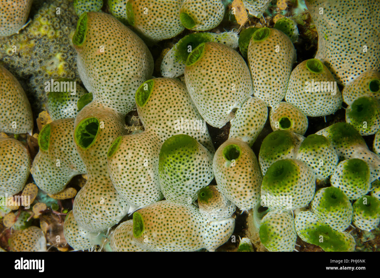 Green Urn Ascidian, Didemnum molle, Didemnidae, Anilao, Philippines ...