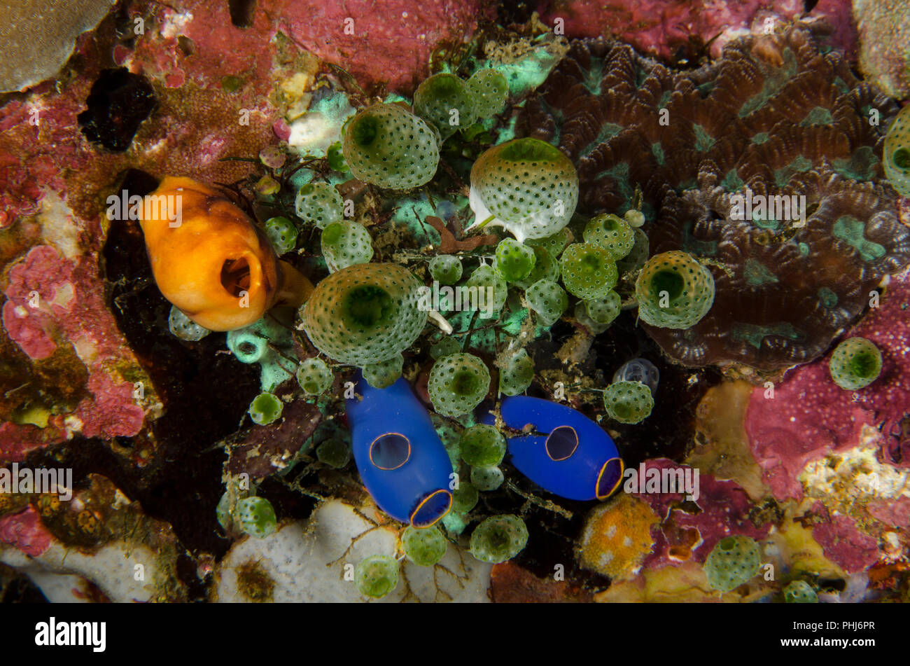 Green Urn Ascidian, Didemnum molle, Didemnidae, Anilao, Philippines ...