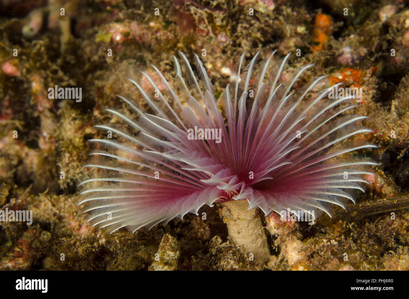 Tubeworm, Sabellastarte sp., Sabellidae, Anilao, Philippines ...