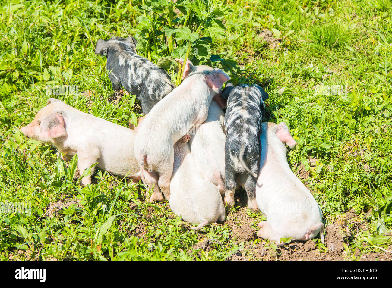 Small cute piglets on the field in nature park Lonjsko polje, Croatia ...