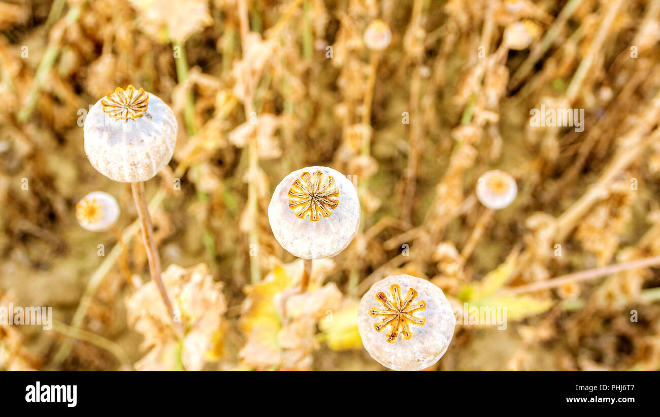 closeup of poppy head in poppy field ready for harvest Stock Photo - Alamy