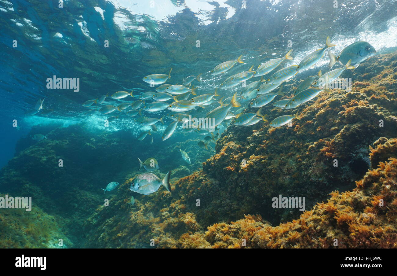 Mediterranean sea underwater a school of fish with rock below water ...