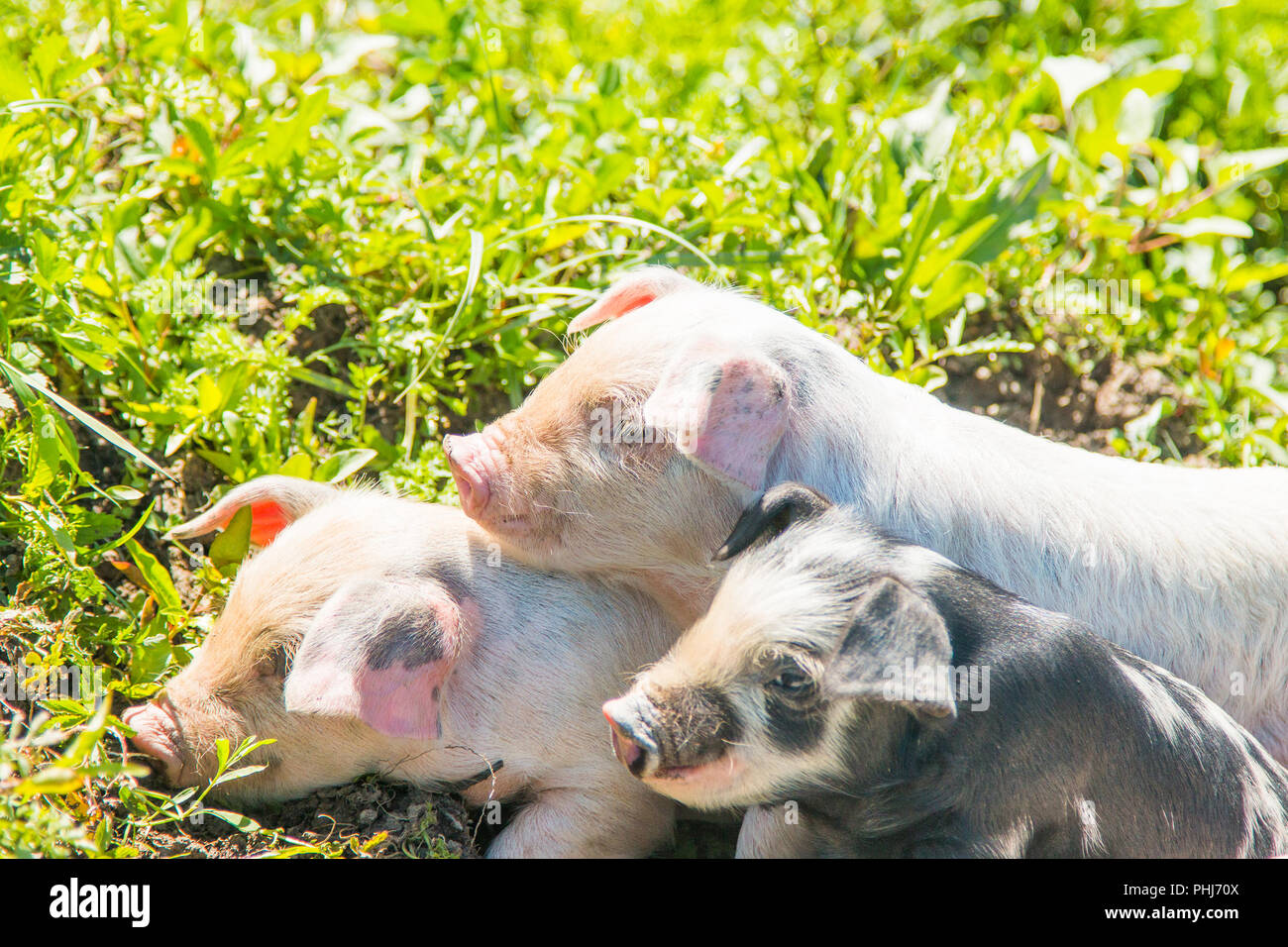 Three small cute piglets on the field in nature park Lonjsko polje ...