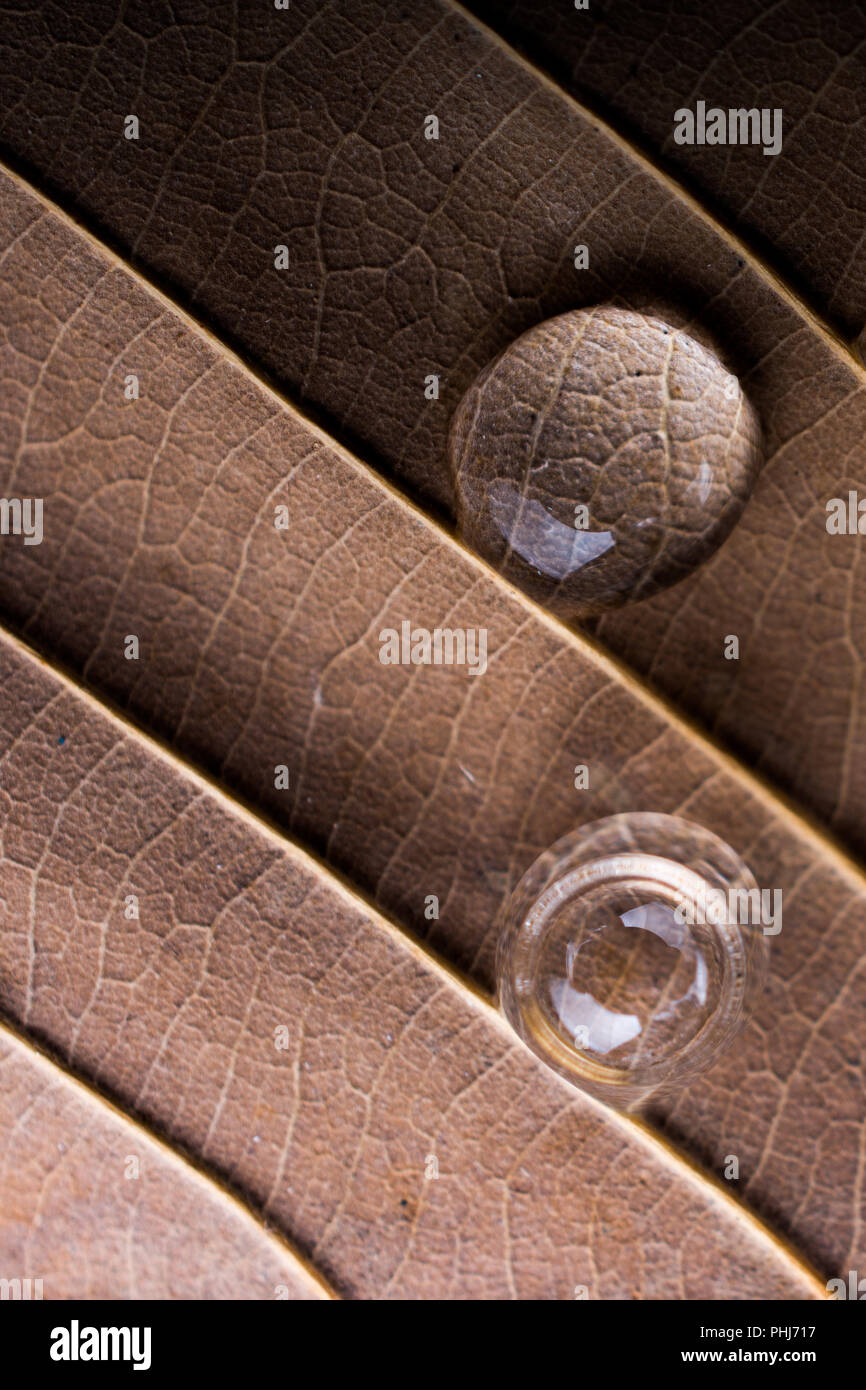 Round water drops in close-up view on a dry leaf Stock Photo - Alamy