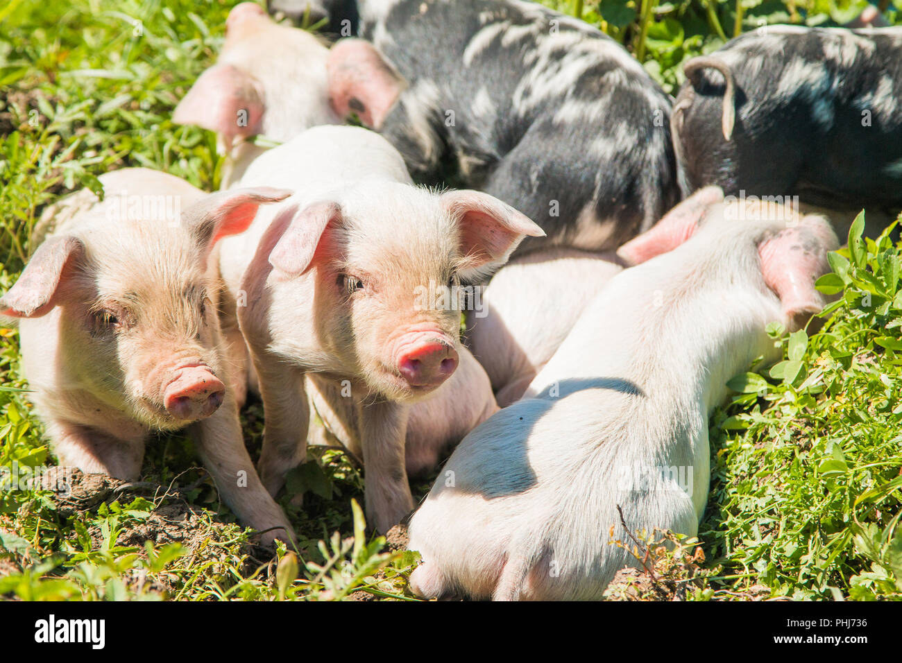 Small cute piglets on the field in nature park Lonjsko polje, Croatia ...