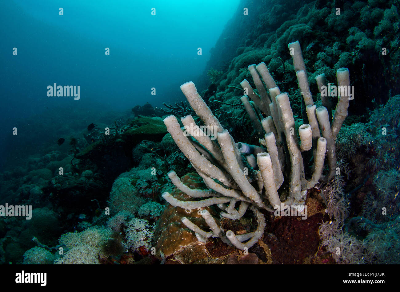 Cribrochalina olemda hi-res stock photography and images - Alamy