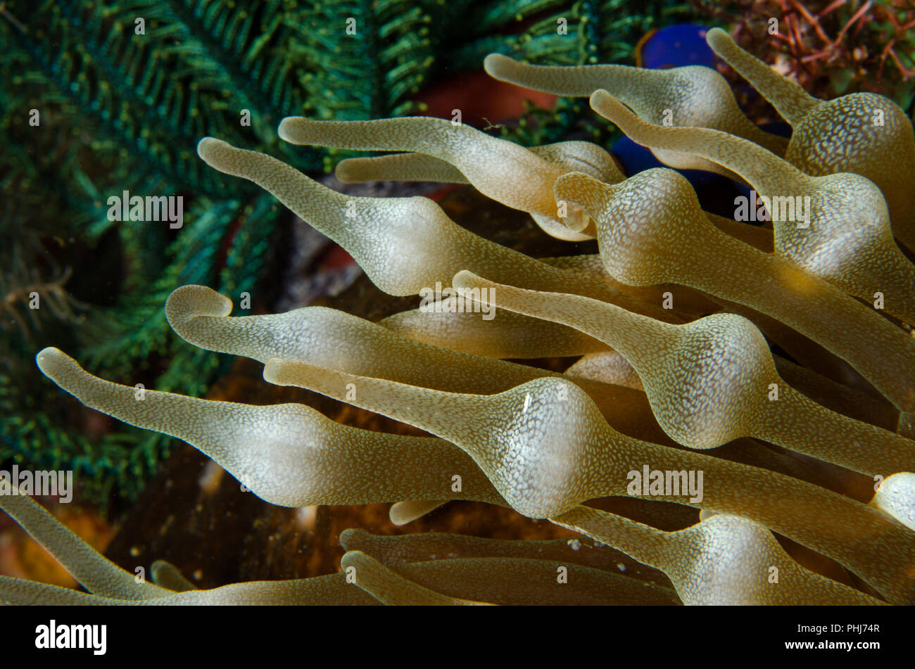Bubble-tip anemone, Entacmaea quadricolor, Actiniidae, Anilao, Batangas ...