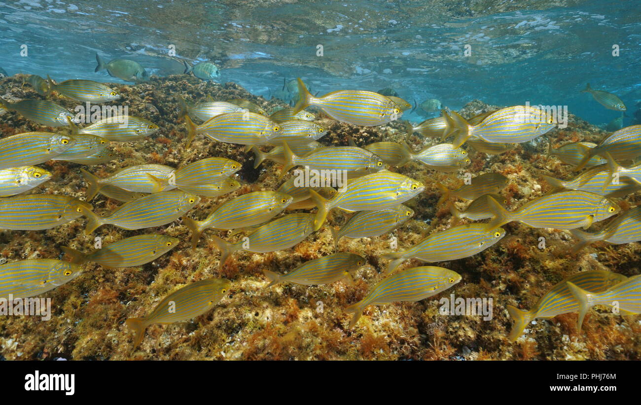 A school of fish, dreamfish Sarpa salpa, underwater in the ...