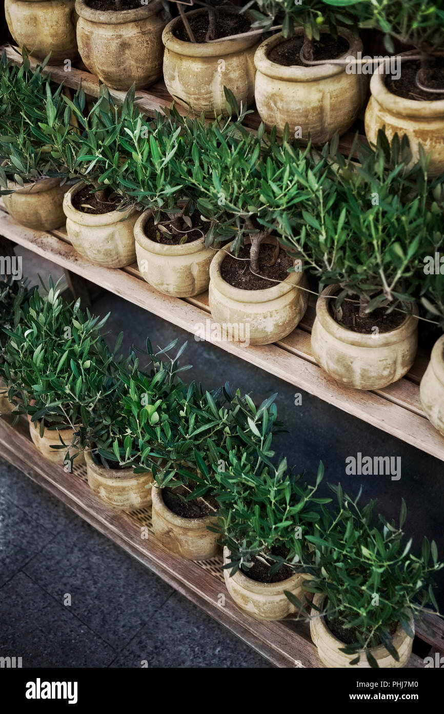 Olive trees on a French terrace in Provence Stock Photo - Alamy