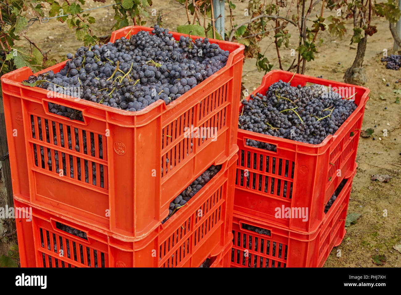 Grapes harvest red boxes hi-res stock photography and images - Alamy
