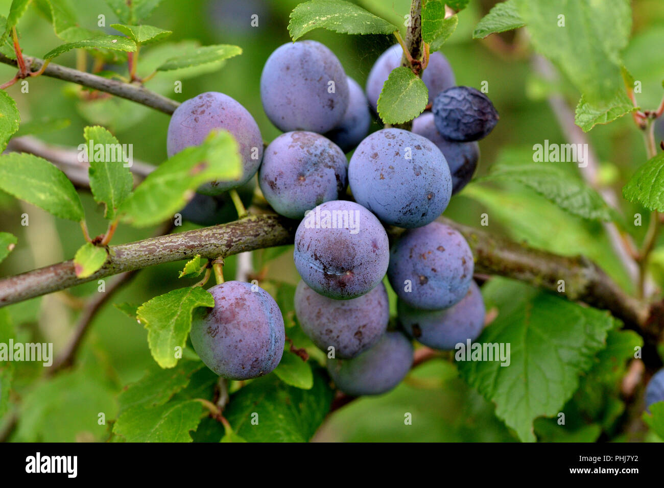 Sloes fruit autumn fall hi-res stock photography and images - Alamy