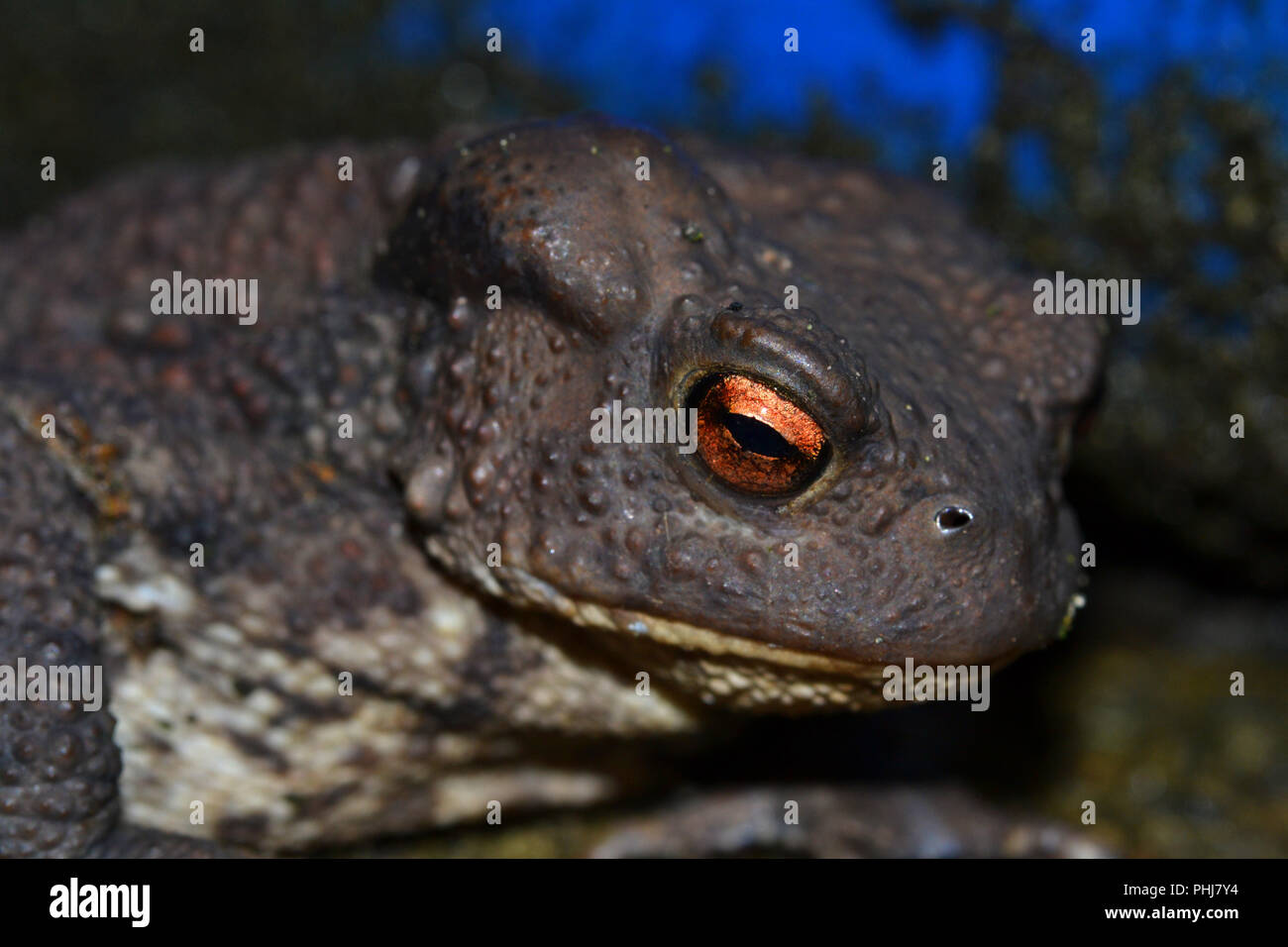 Common Toad, European Stock Photo - Alamy