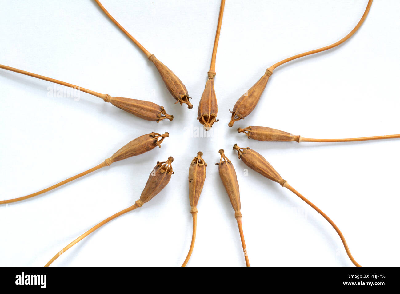 Seed heads pattern hi-res stock photography and images - Alamy