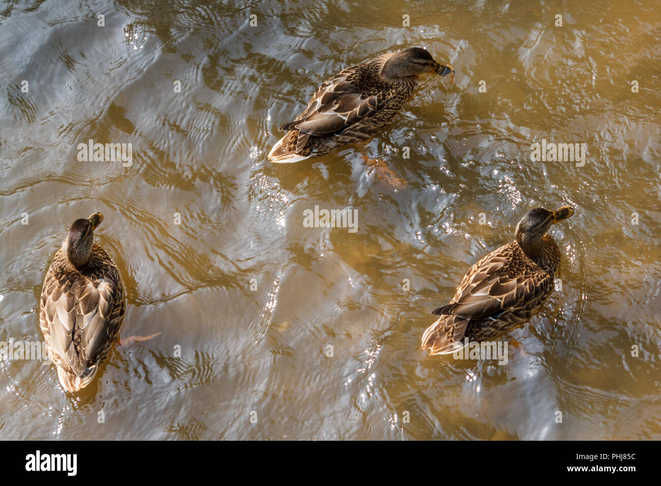 Ducks by farm river hi-res stock photography and images - Alamy