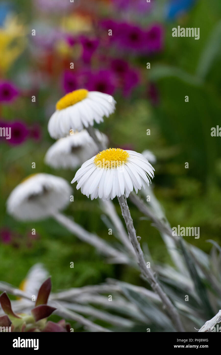 Celmisia semicordata. New Zealand Daisy / Mountain Daisy Stock Photo ...