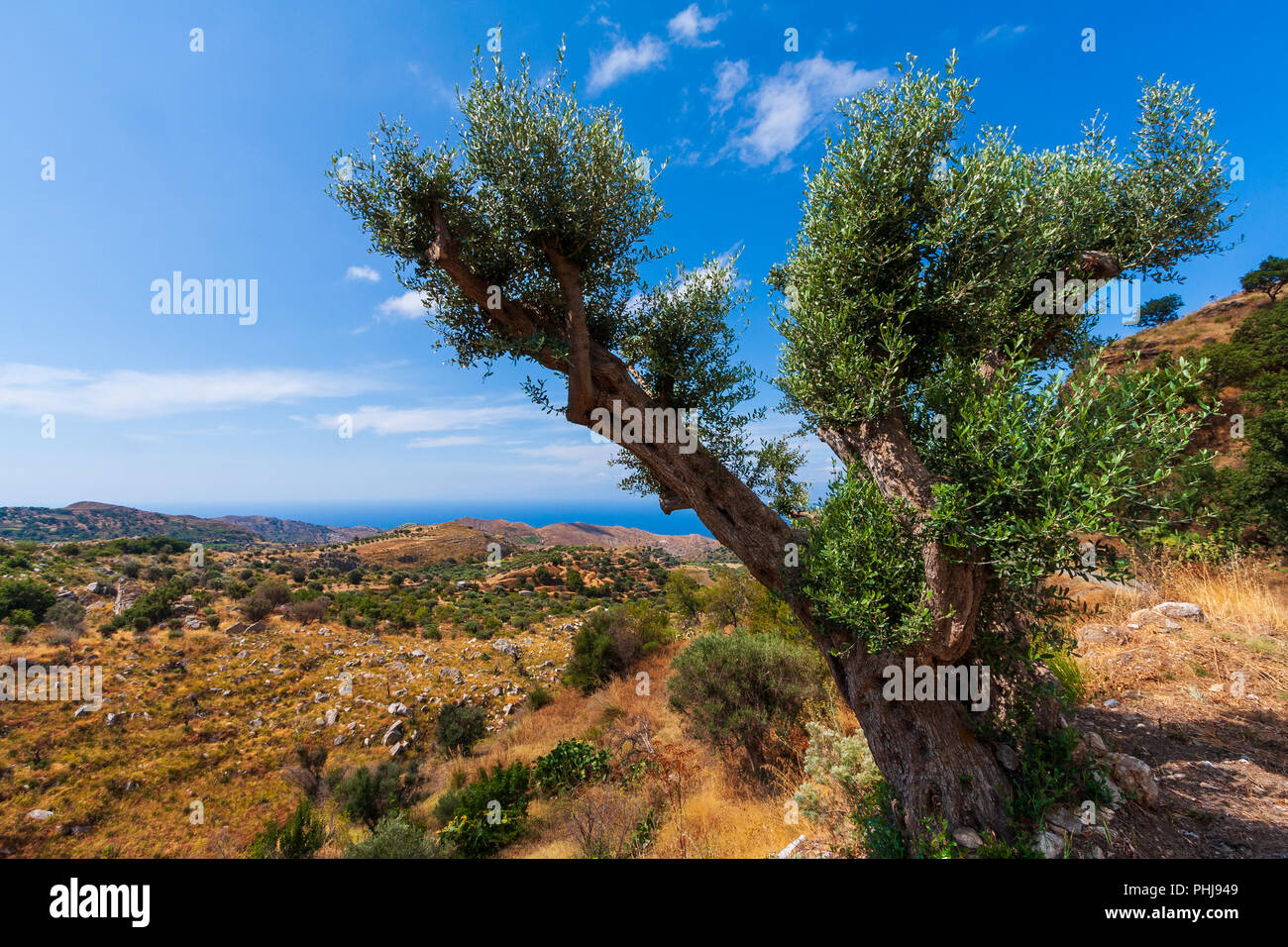 Olive tree calabria italy hi-res stock photography and images - Alamy