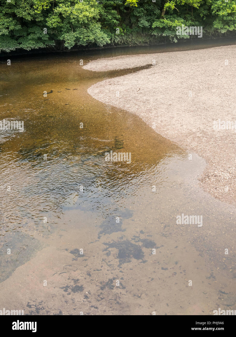 River Fowey at Lostwithiel town, Cornwall in sunshine. Tide out, so low ...