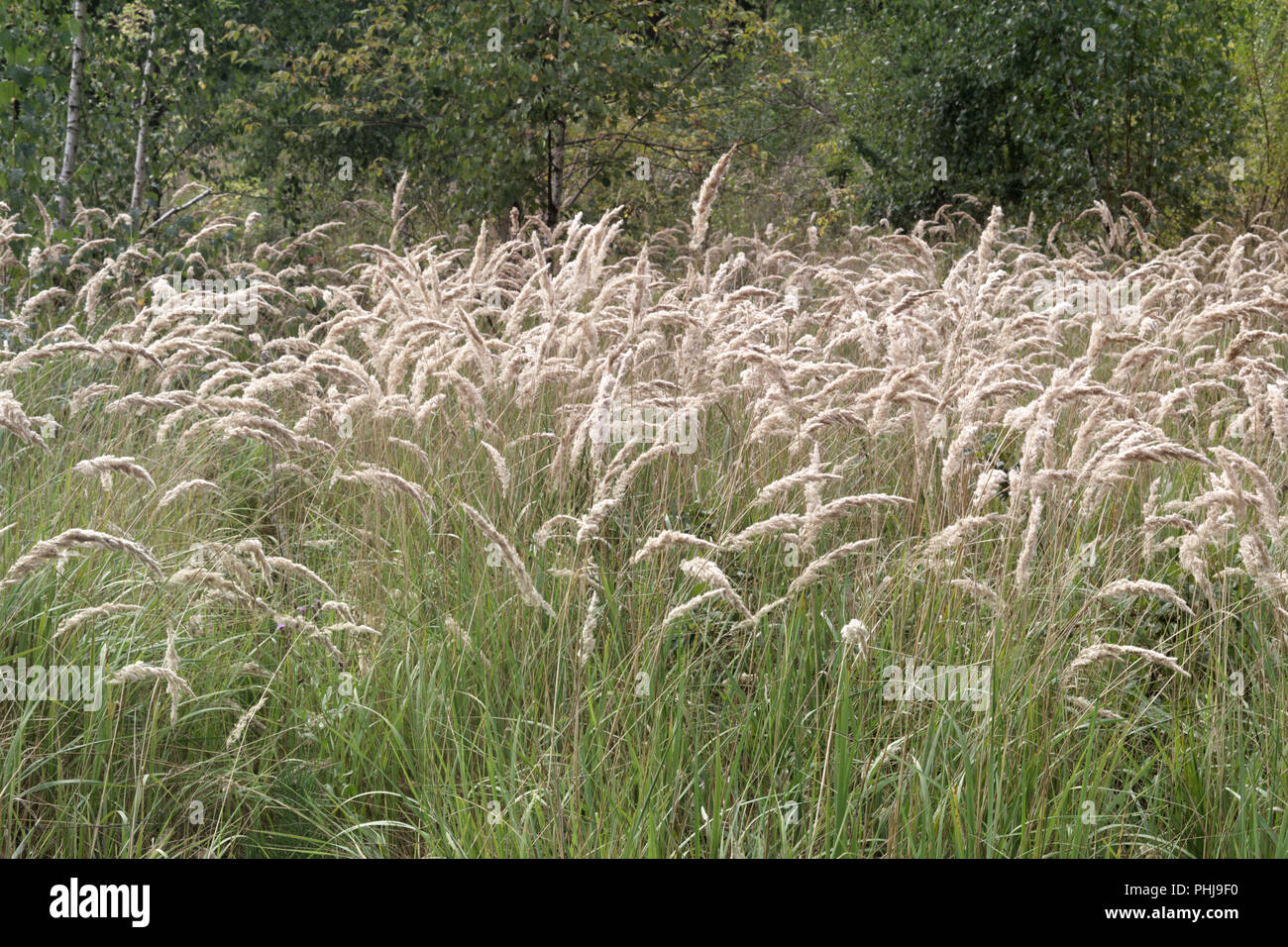 Deciduous upright grass hi-res stock photography and images - Alamy