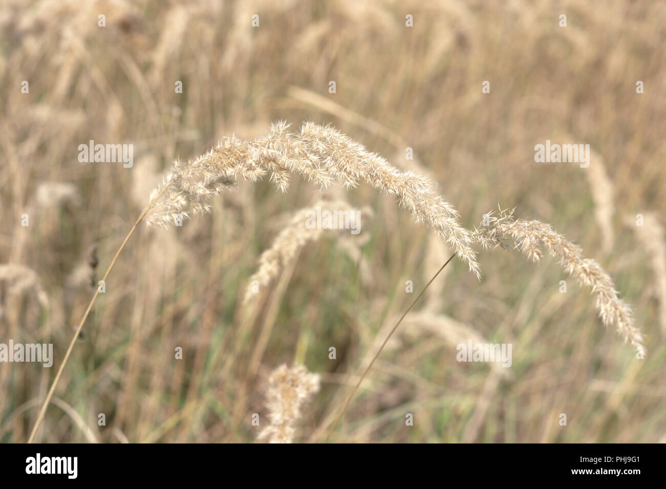 peaked soft stars, crowning golden top of eared bushgrass. closeup ...