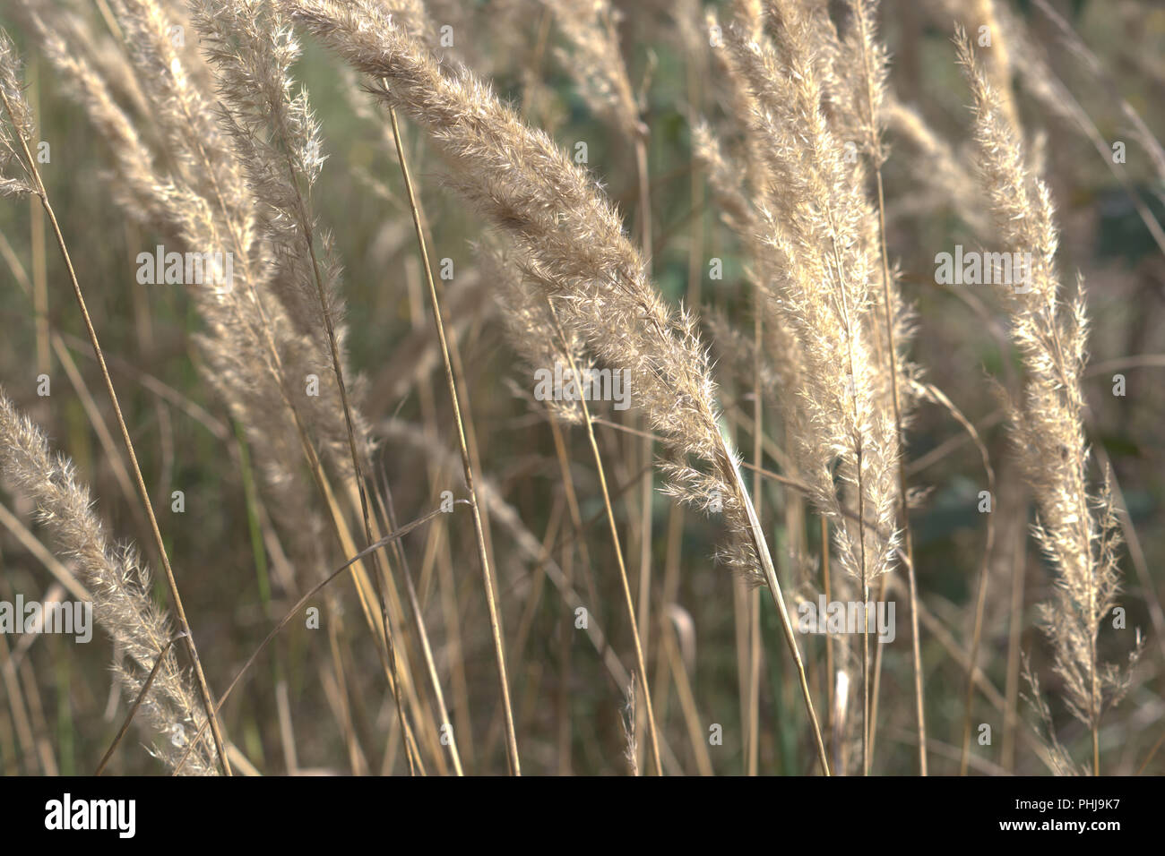 gentle fluffy much-branched inflorescences of tops of tall autumn light ...