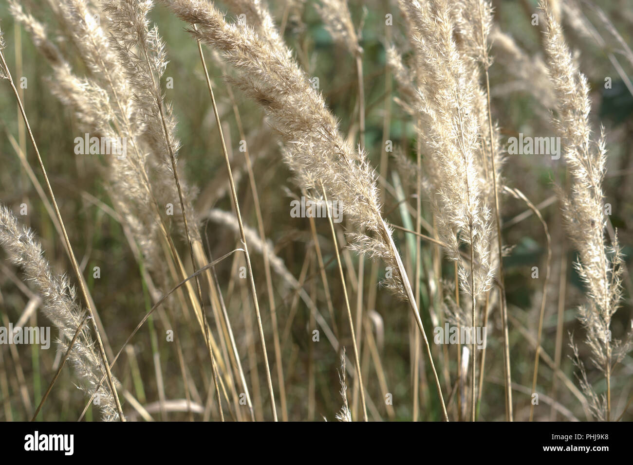 Much branced hi-res stock photography and images - Alamy