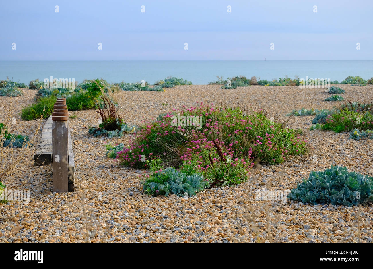 Pebbly shingle beach hi-res stock photography and images - Alamy