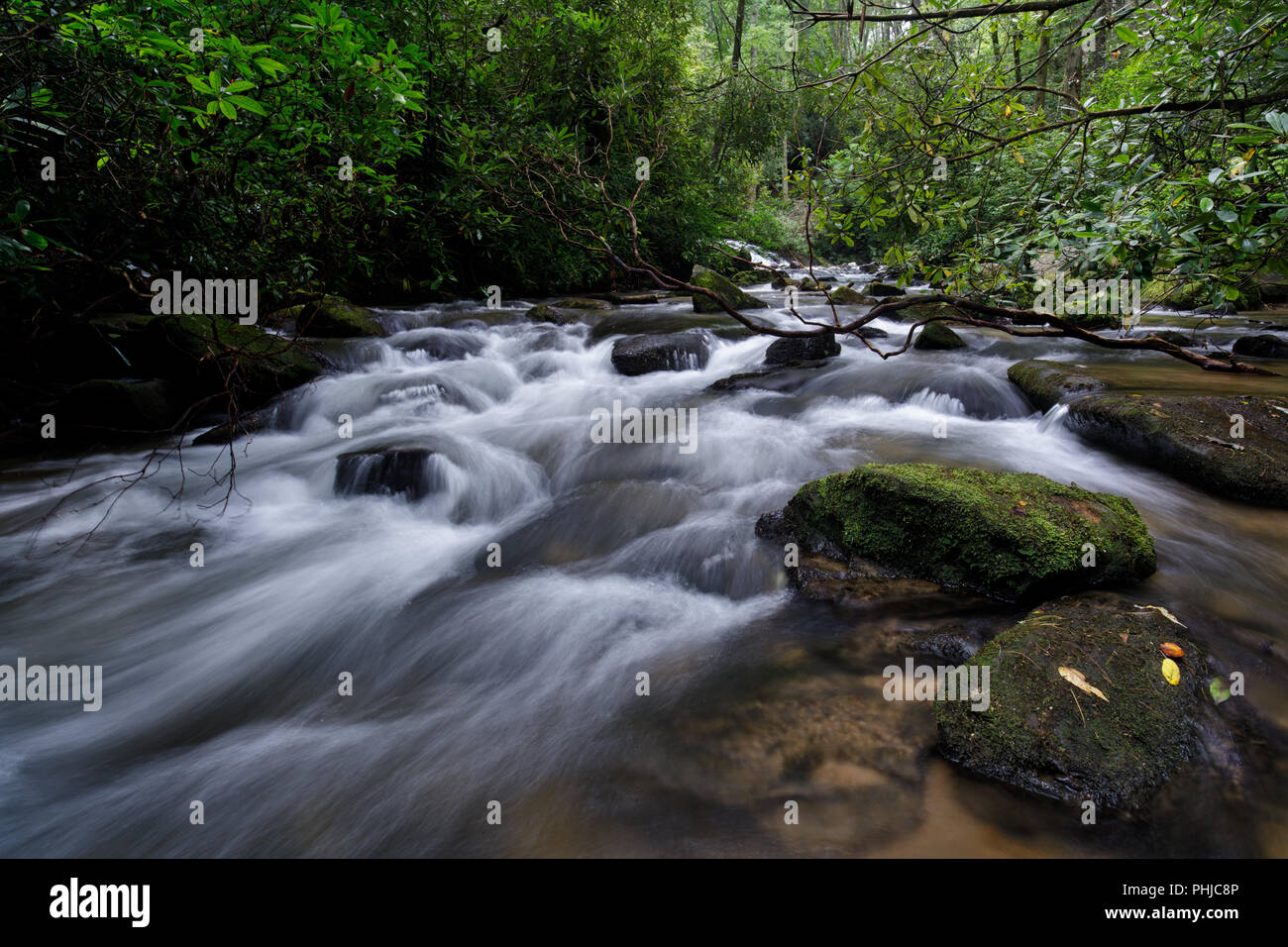 Wildcat mountain hi-res stock photography and images - Alamy