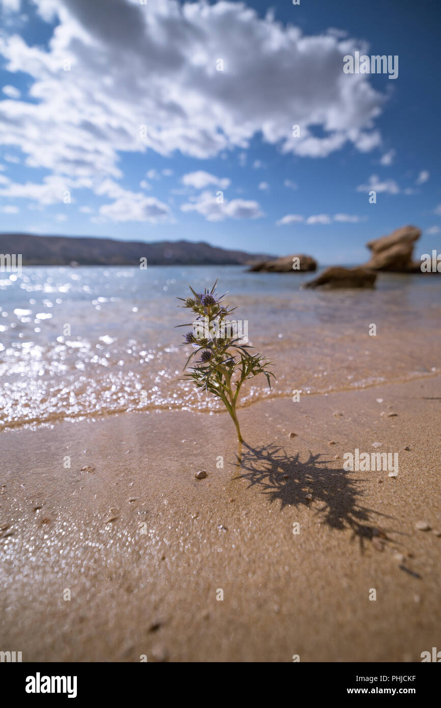 Sand thistle hi-res stock photography and images - Alamy