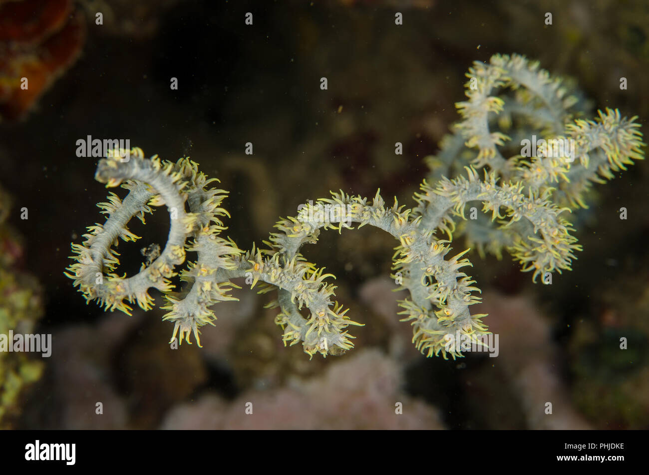Spiral Wire Coral, Cirripathes spiralis, Antipathidae, Anilao ...