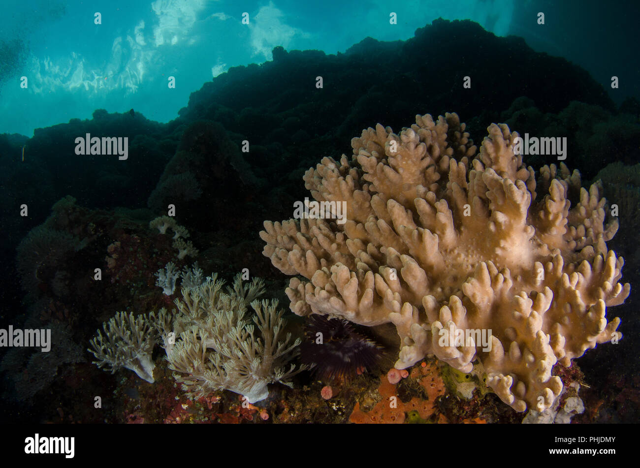 Coral Sinularia High Resolution Stock Photography and Images - Alamy