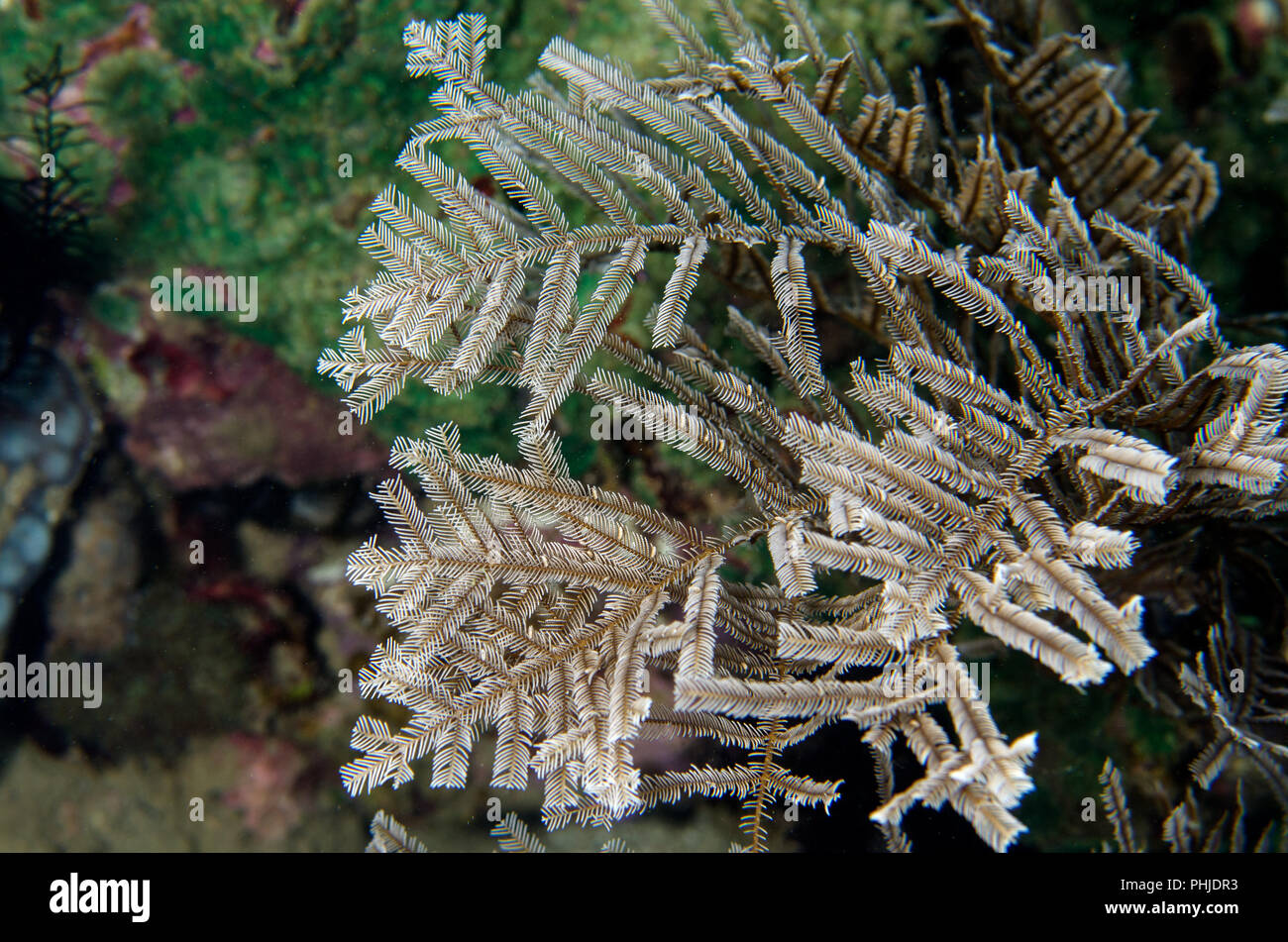 Stinging Hydrozoan, Aglaophenia cupressina, Plamulariidae, Anilao ...