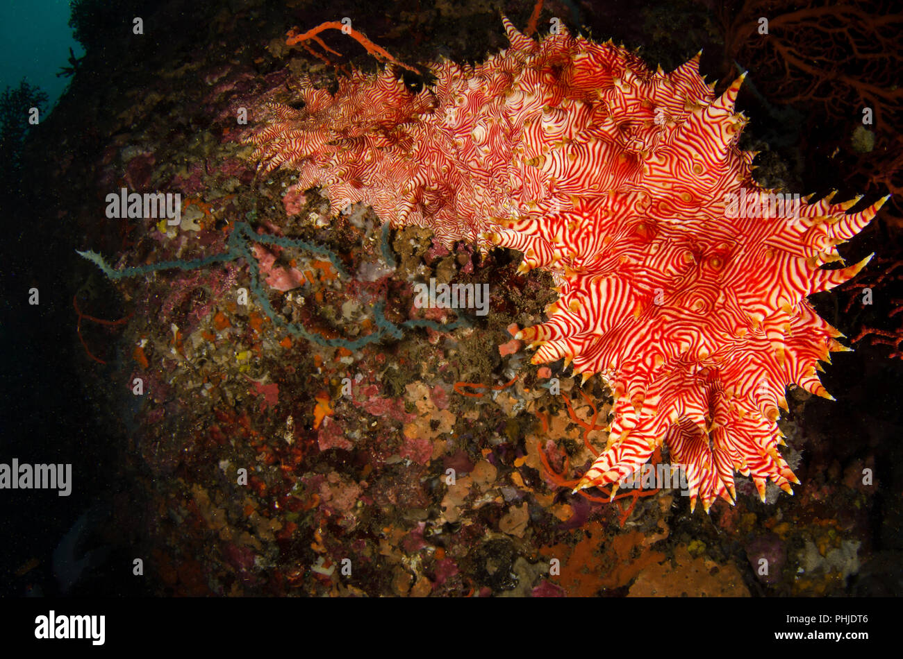 Candycane Sea Cucumber, Thelenota rubralineata, Stichopodidae, Anilao ...