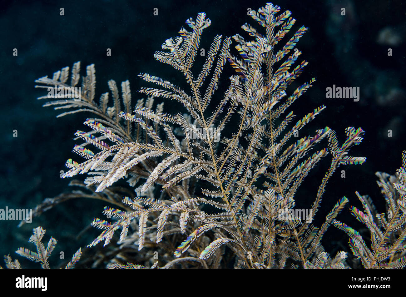 Hydrozoan coral hi-res stock photography and images - Alamy