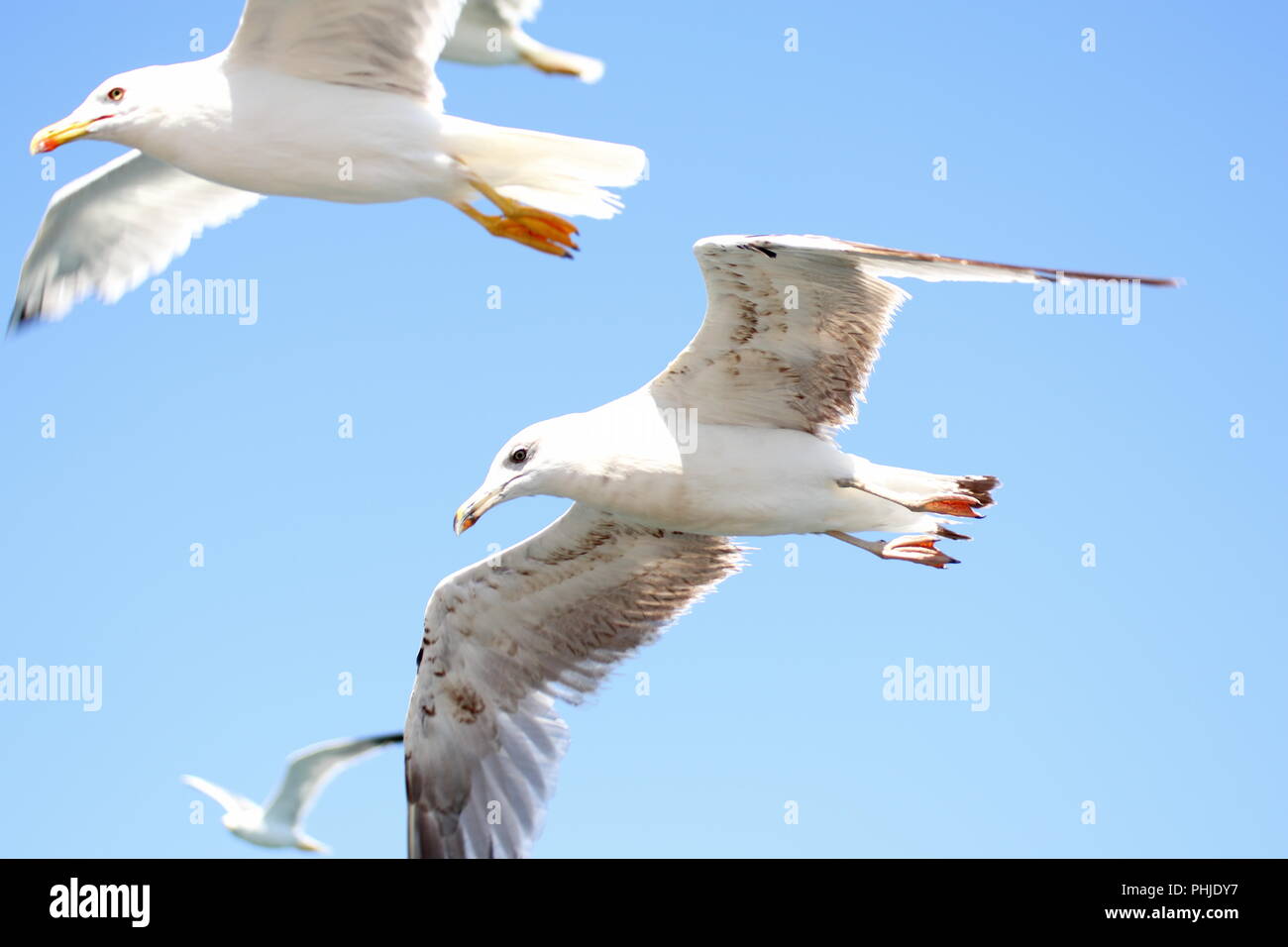 Gulls flying beach sea hi-res stock photography and images - Alamy
