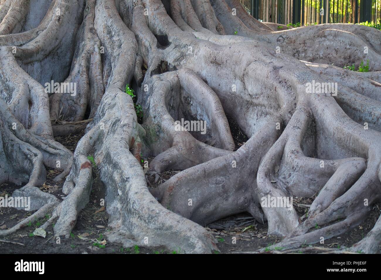 Trunk of an ancient rubber tree, Sevilla Stock Photo - Alamy