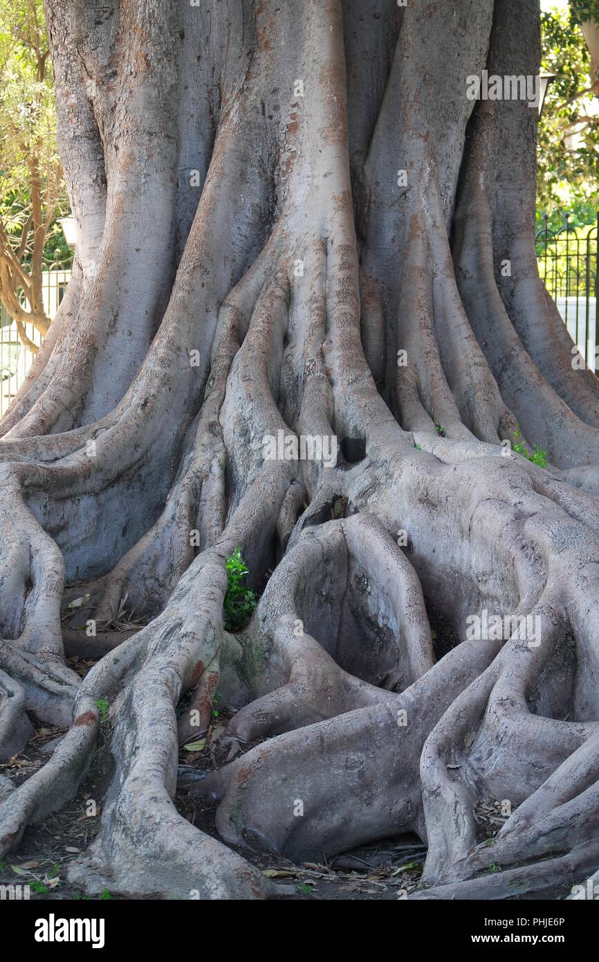 Trunk of an ancient rubber tree, Sevilla Stock Photo - Alamy