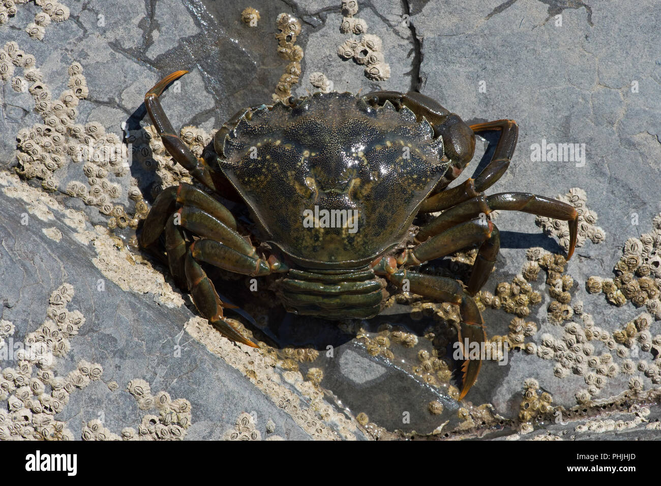 Green Shore Crab (Carcinus maenas Stock Photo - Alamy