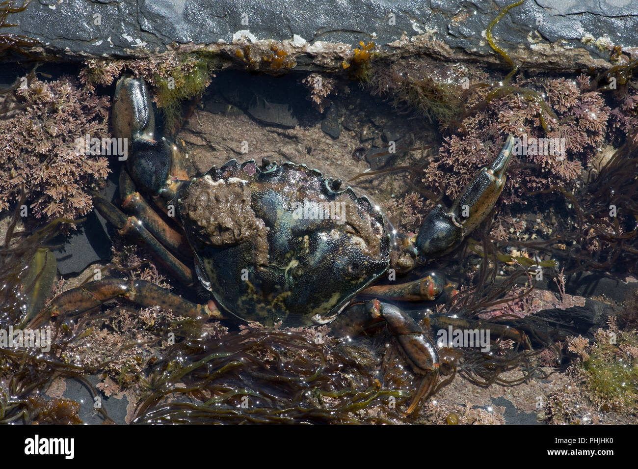 Green Shore Crab (Carcinus maenas Stock Photo - Alamy