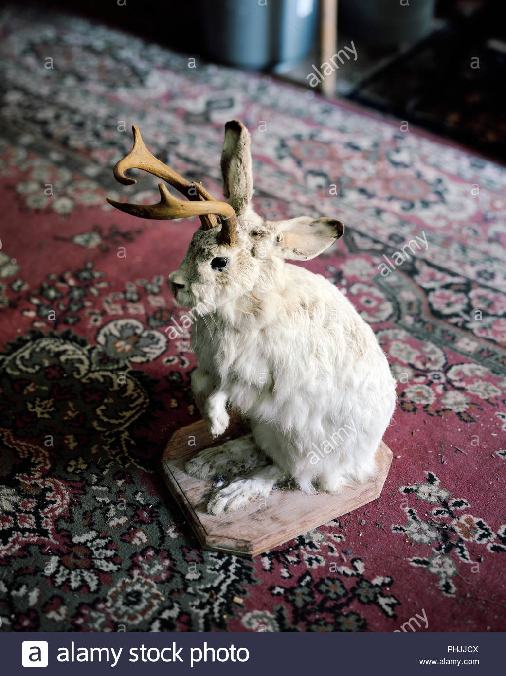 Taxidermy Rabbit High Resolution Stock Photography and Images - Alamy