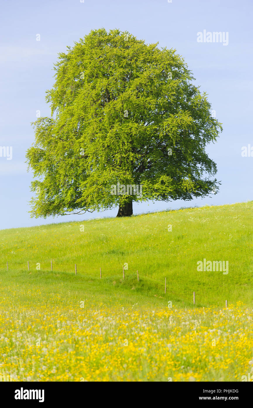 Big oak tree hi-res stock photography and images - Alamy