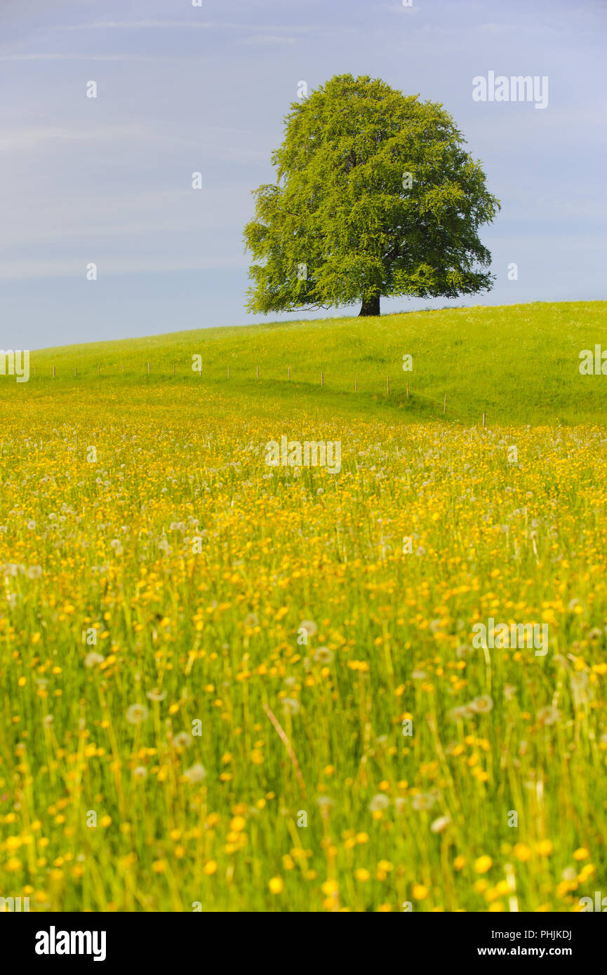 single big beech tree in field with perfect treetop Stock Photo - Alamy