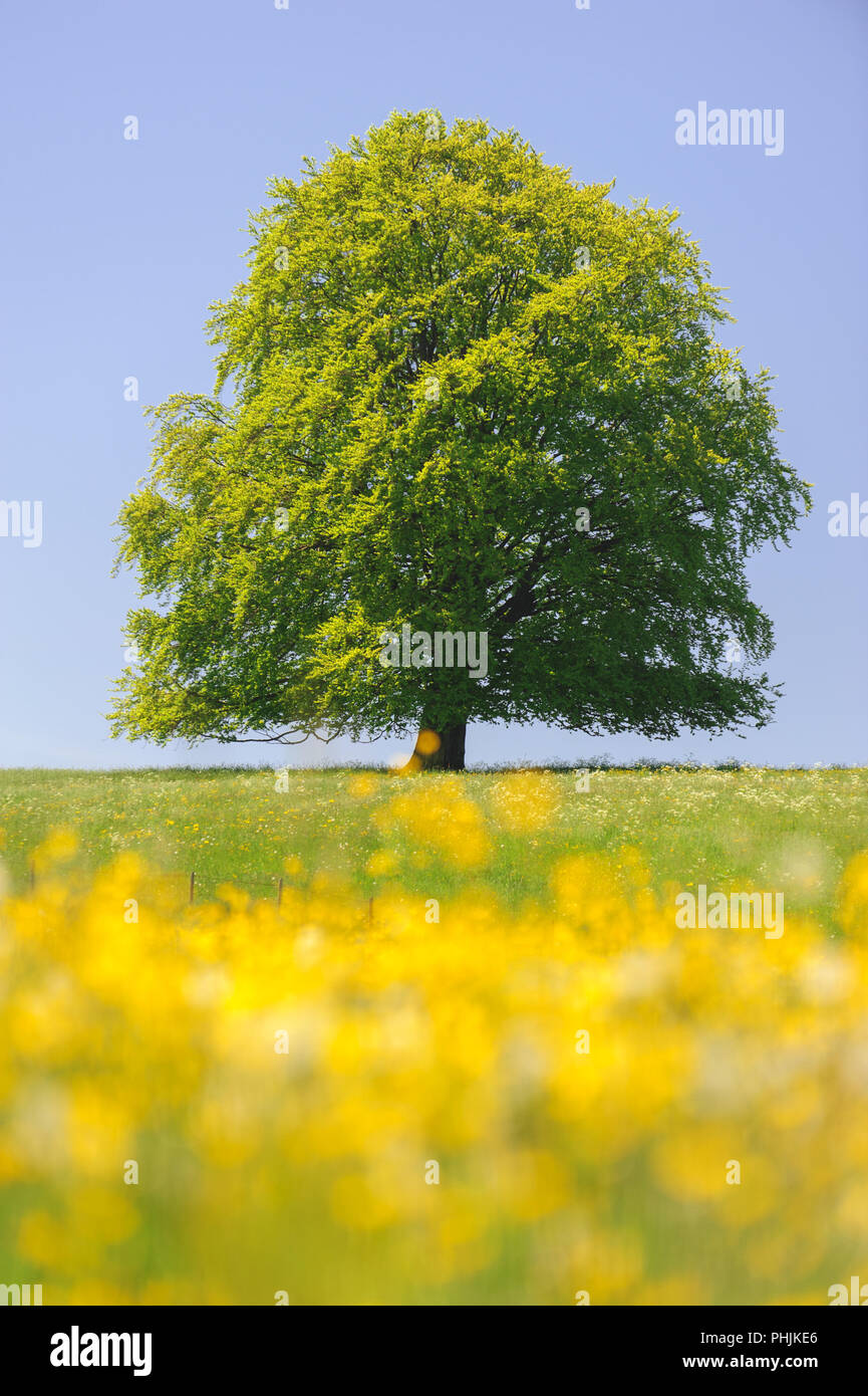 single big beech tree in field with perfect treetop Stock Photo - Alamy